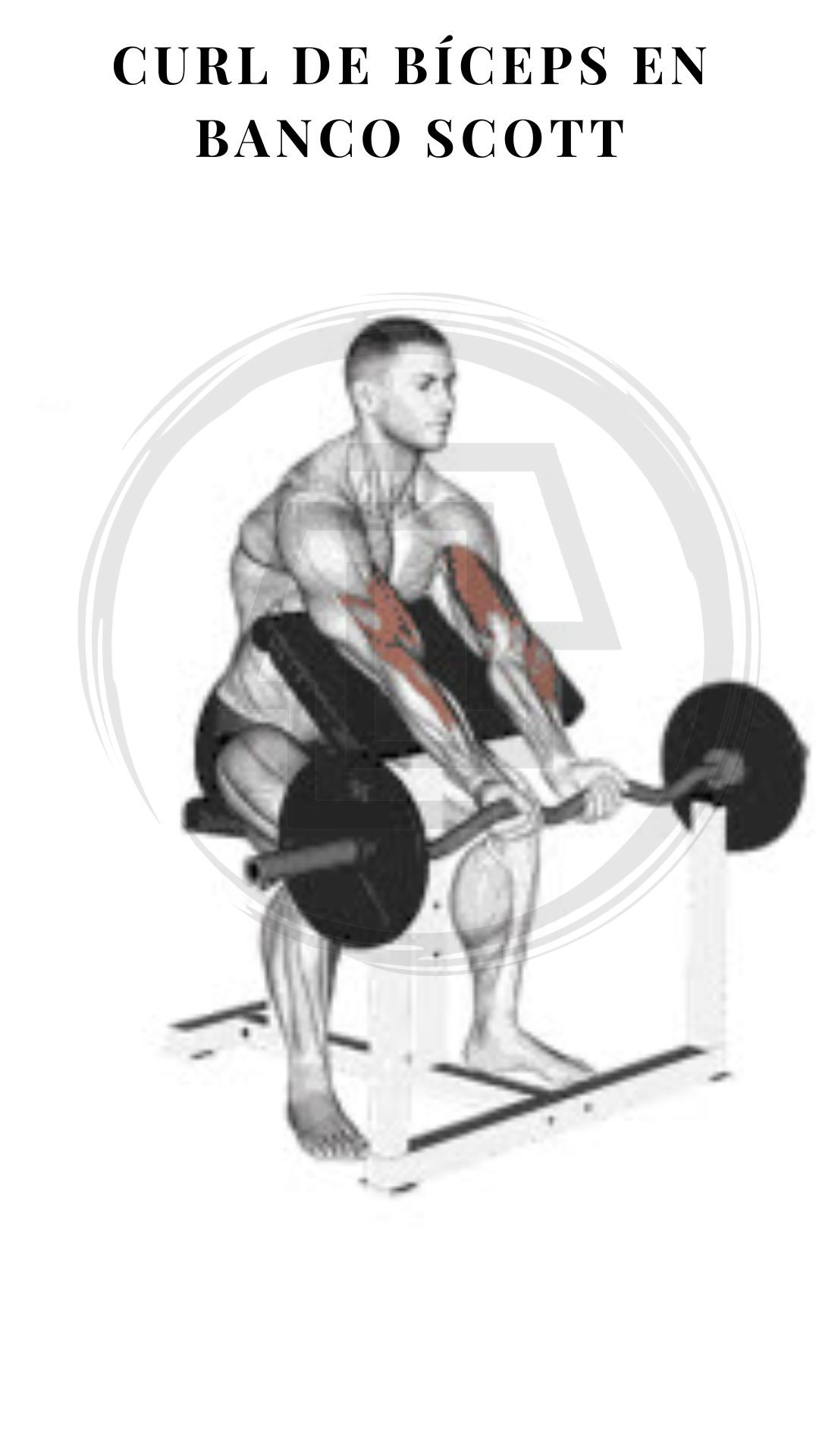 Curl de Bíceps en Banco Scott