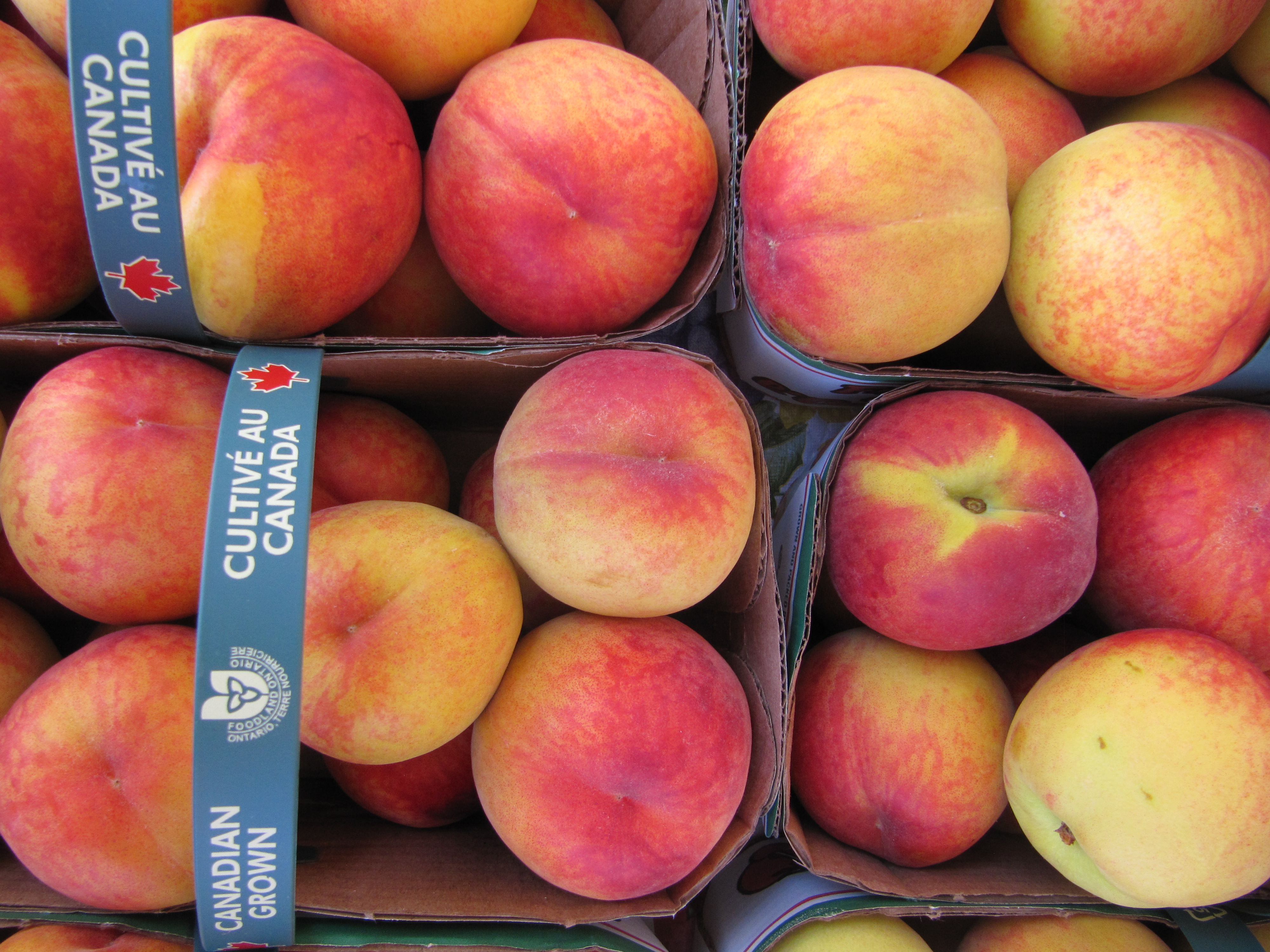 Home | Whitby Farmers' Market