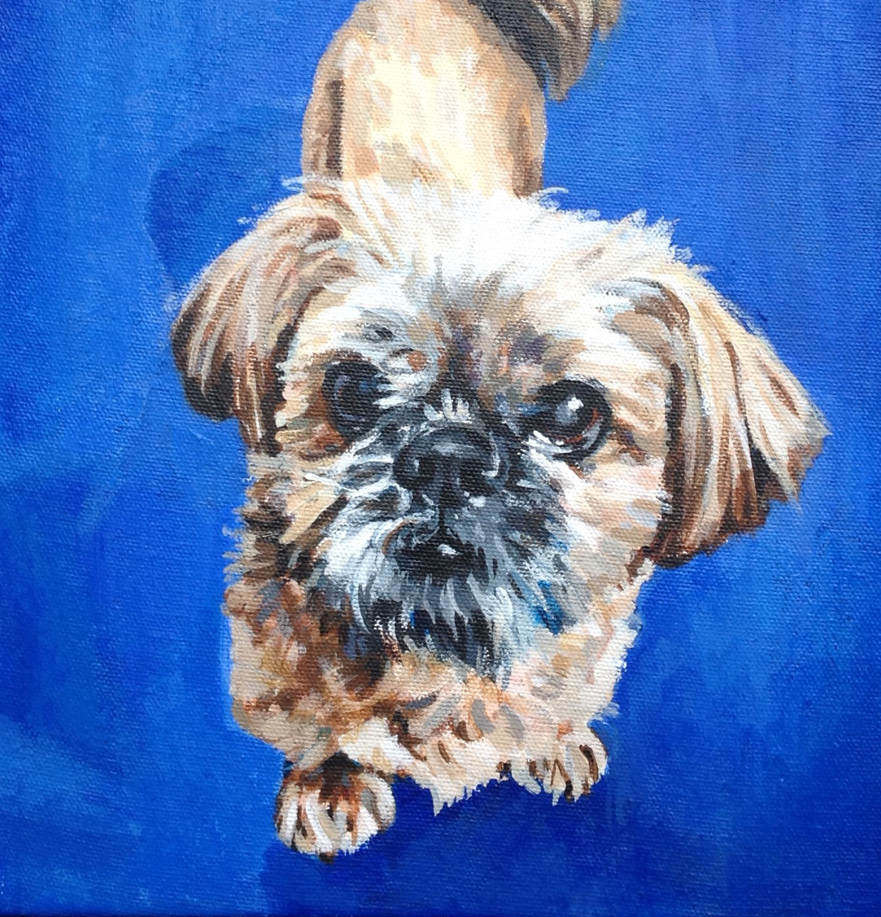 Gallery | Milly's Pet Portraits