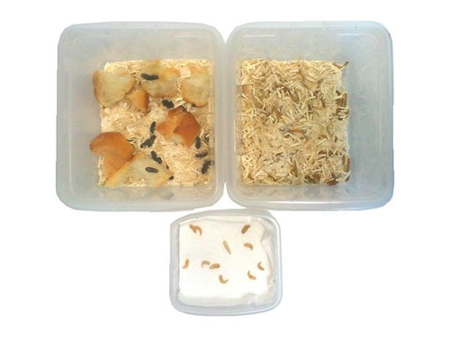 Kit vers de farine | Petits-elevages