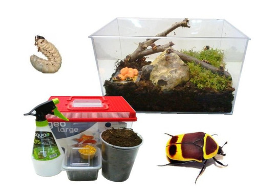 Kit cétoines | Petits-elevages