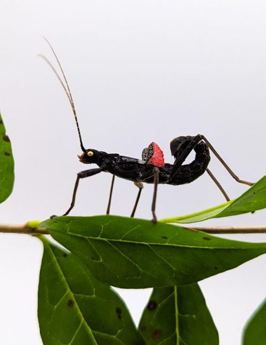 Phasmes Peruphasma Schultei | Petits-elevages