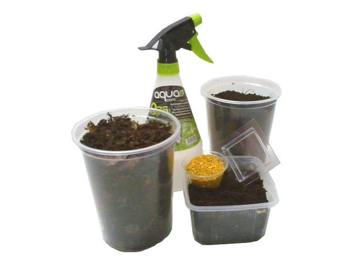 Kit cétoines sans terrarium | Petits-elevages