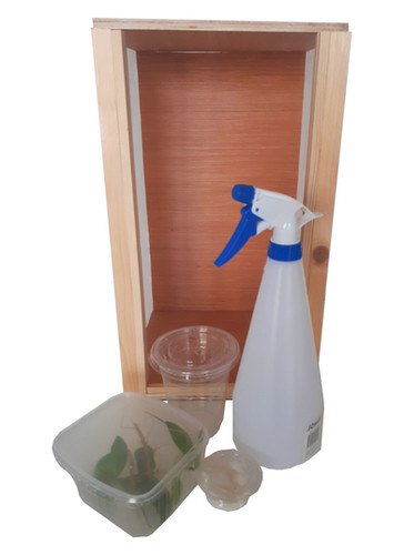 Kit phasmes Carausius | Petits-elevages