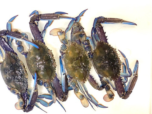 Blue Swimmer Crabs - 1kg Lots | Melbourne Food Squad