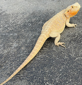 silkback morph bearded dragon