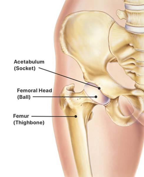 femur bone function