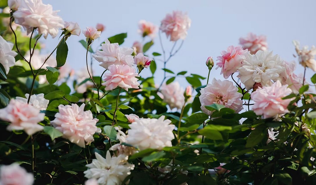 About | Rozen Health