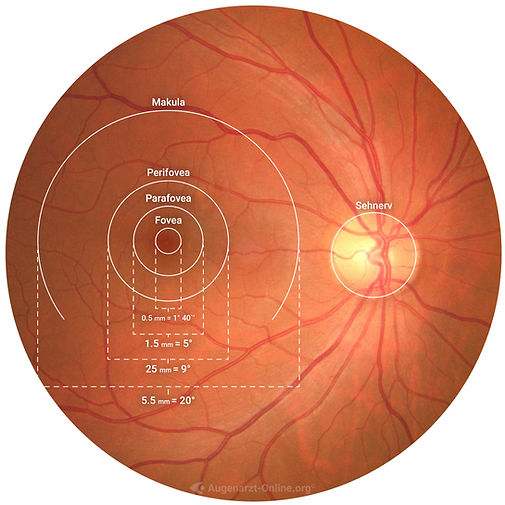 Das Auge in Zahlen | Lexikon der Augenheilkunde