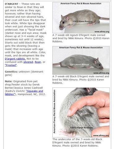 Silvermane or D'Argent? | Rat | NY | Once Upon a Mischief Rattery