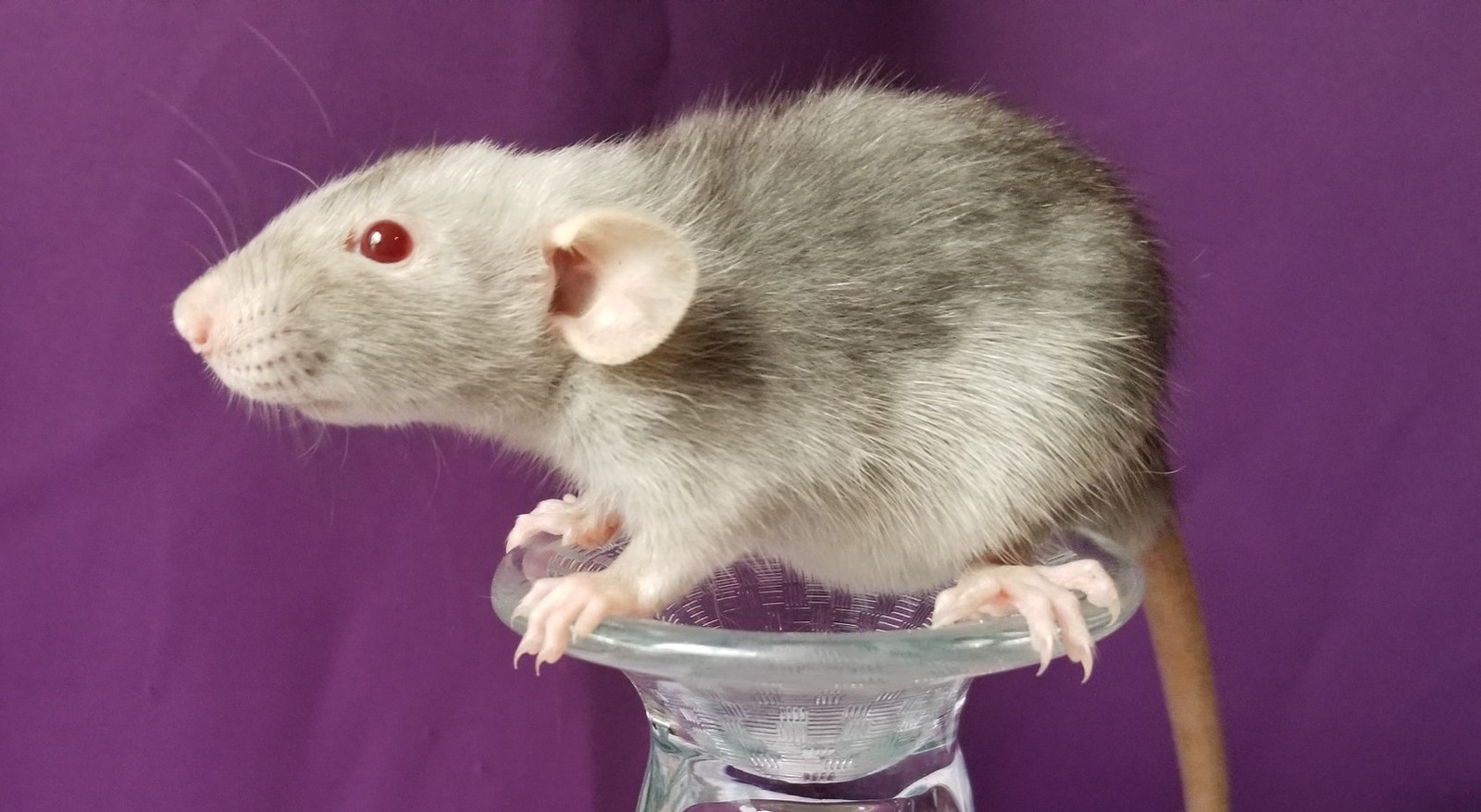 Rat | NY | Once Upon a Mischief Rattery