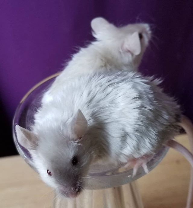 Rat | NY | Once Upon a Mischief Rattery