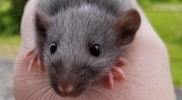 Rat | NY | Once Upon a Mischief Rattery