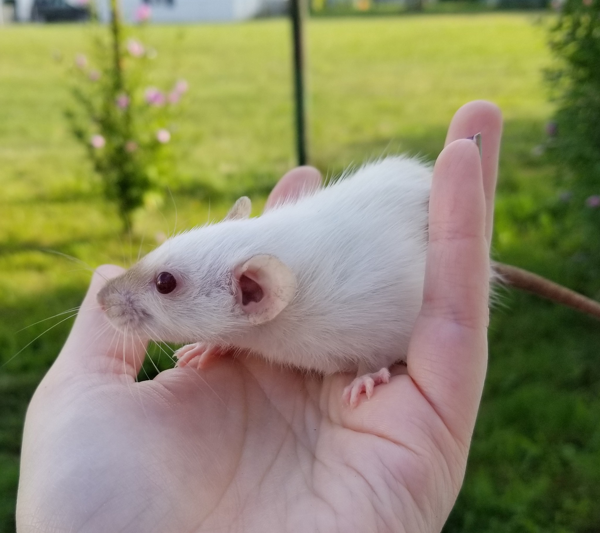 VARIETY: SIAMESE | onceuponamischief