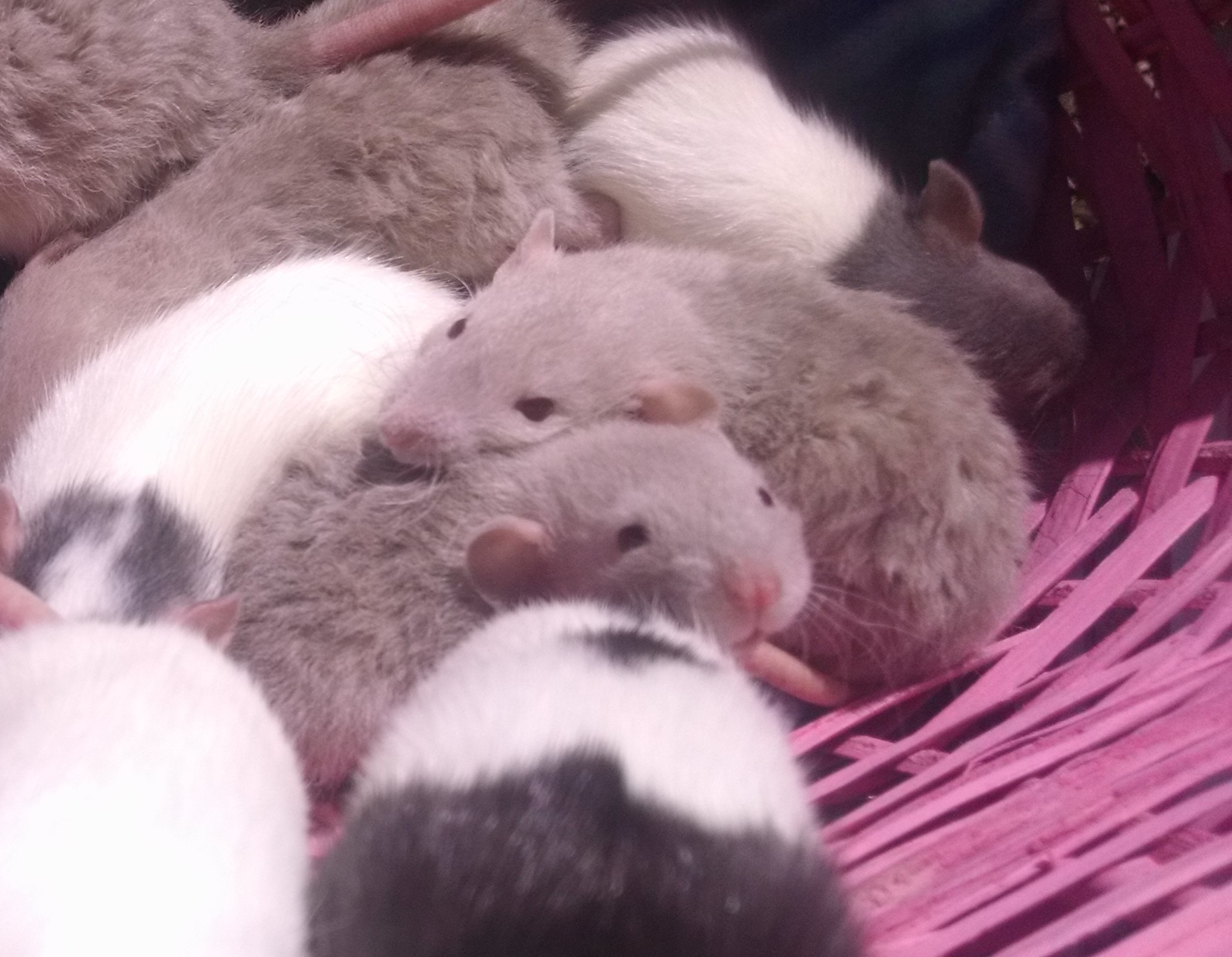 VARIETY: SIAMESE | onceuponamischief