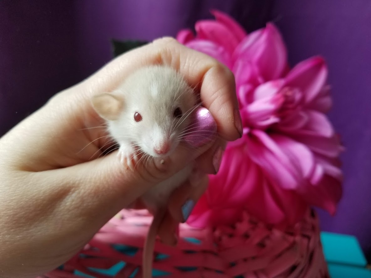 VARIETY: SIAMESE | onceuponamischief