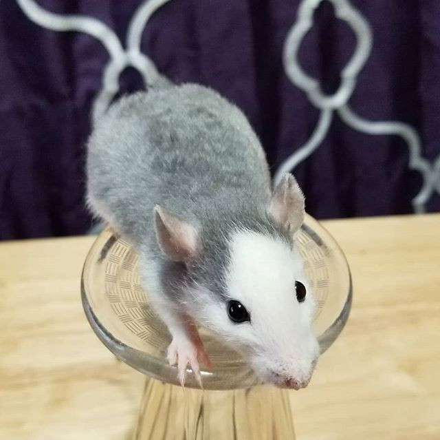 Rat | NY | Once Upon a Mischief Rattery