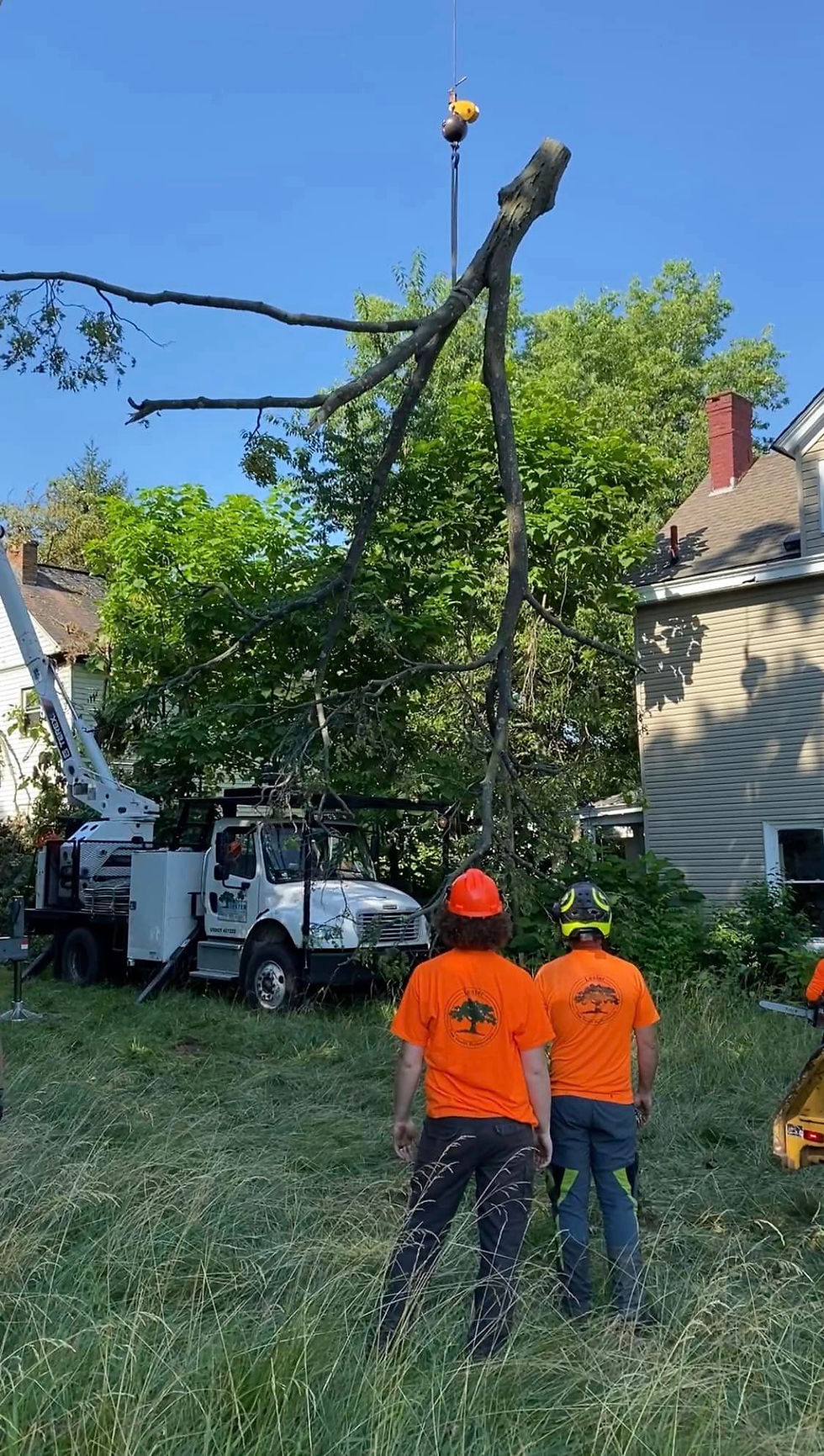 Precision and Care: Professional Tree Removal Practices