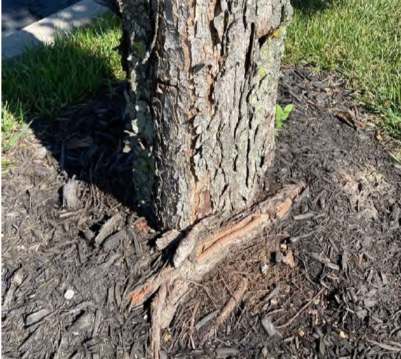 The Silent Menace: Mulch Volcanoes and Their Impact on Cincinnati's Trees