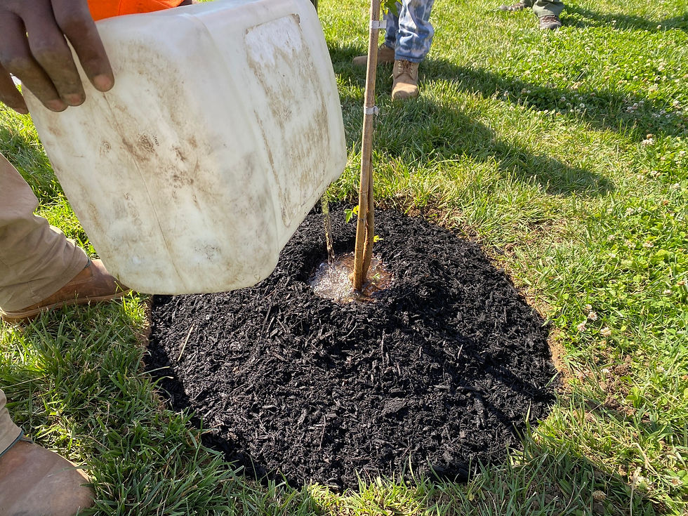 The Silent Menace: Mulch Volcanoes and Their Impact on Cincinnati's Trees