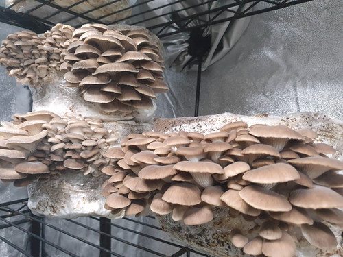 Buy Summer Oyster Ready to Fruit Mushroom Substrate Fruiting Block UK ...