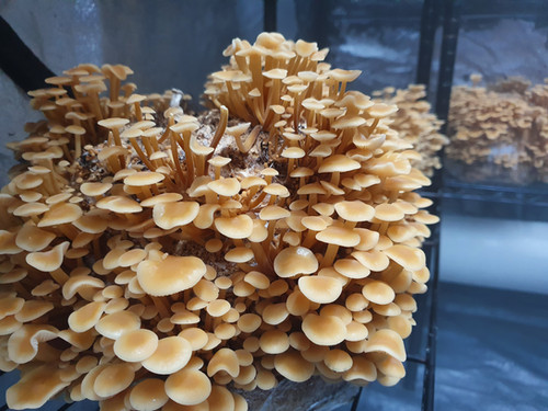 Buy Golden Enoki Ready to Fruit Mushroom Substrate Fruiting Block UK ...