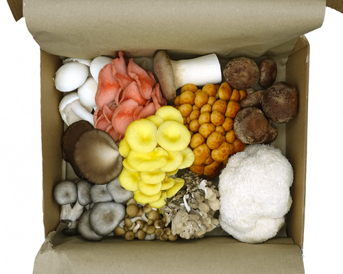 Buy Fresh Gourmet Mushroom Mix UK | Merit Mushrooms