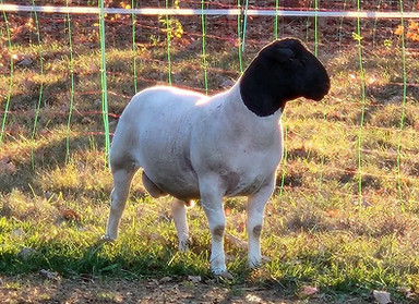 DORPER SHEEP | Dorpers | Virginia | Hawk Run Farm