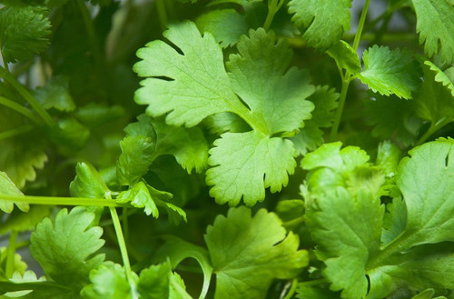 Culantro Castilla 1 rollo | Enraizadas