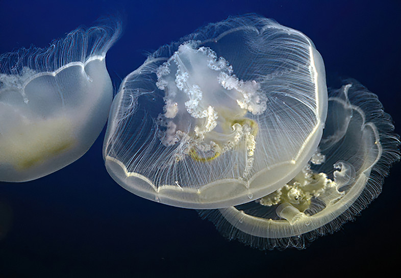 Land and Sea | Jane Baron Website