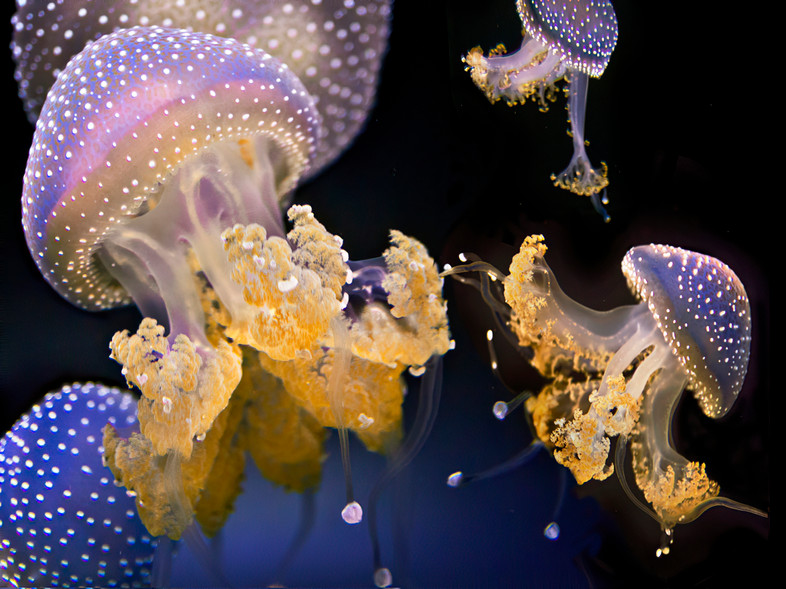 Land and Sea | Jane Baron Website