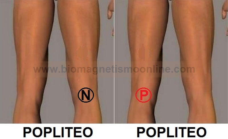Popliteo