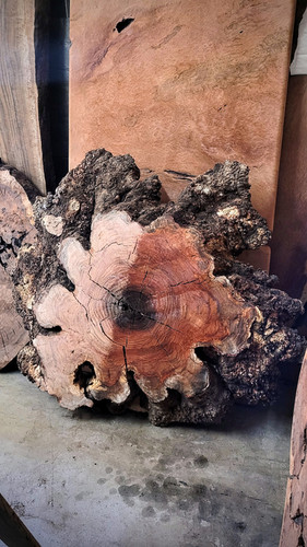 Live Edge Natural Round Wood Slab AZ Carob Burl 48x5.5"
