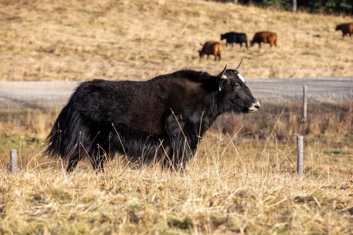 Home | The Yak Ranch
