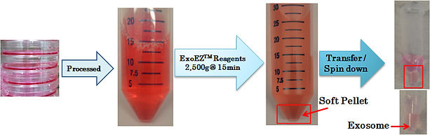 Exosome Isolation Kit