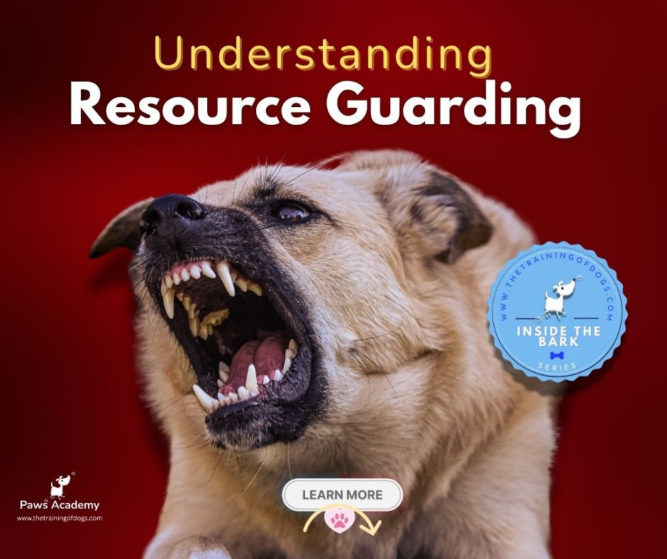 Understanding Canine Resource Guarding: Causes, Examples, and Effective ...