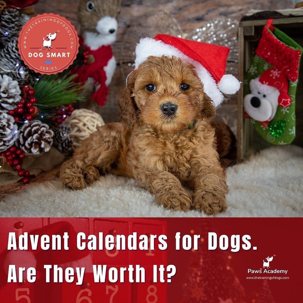 Advent Calendars for Dogs. Are They Worth It?