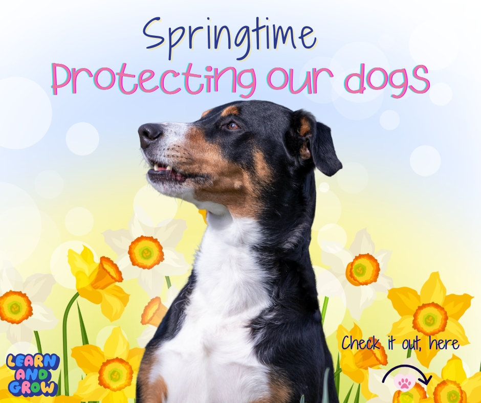 Springtime Parasite Alert: How to Protect Your Dog from Fleas, Ticks ...