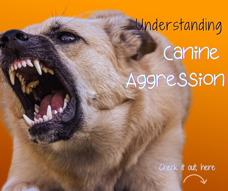 Understanding the Common Categories of Canine Aggression