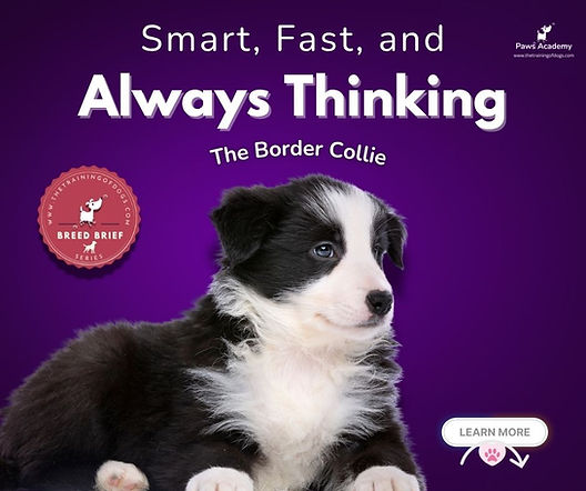 border collie help