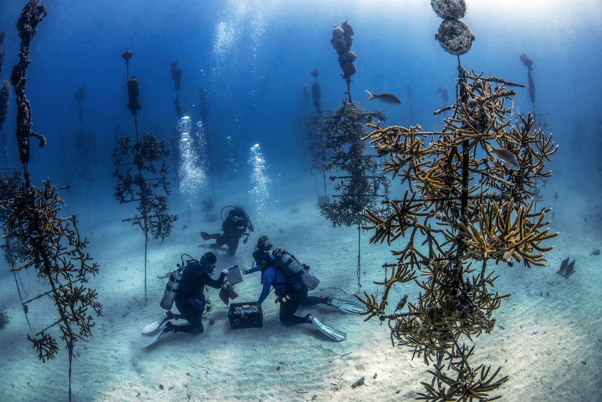 Coral Restoration Foundation | United States
