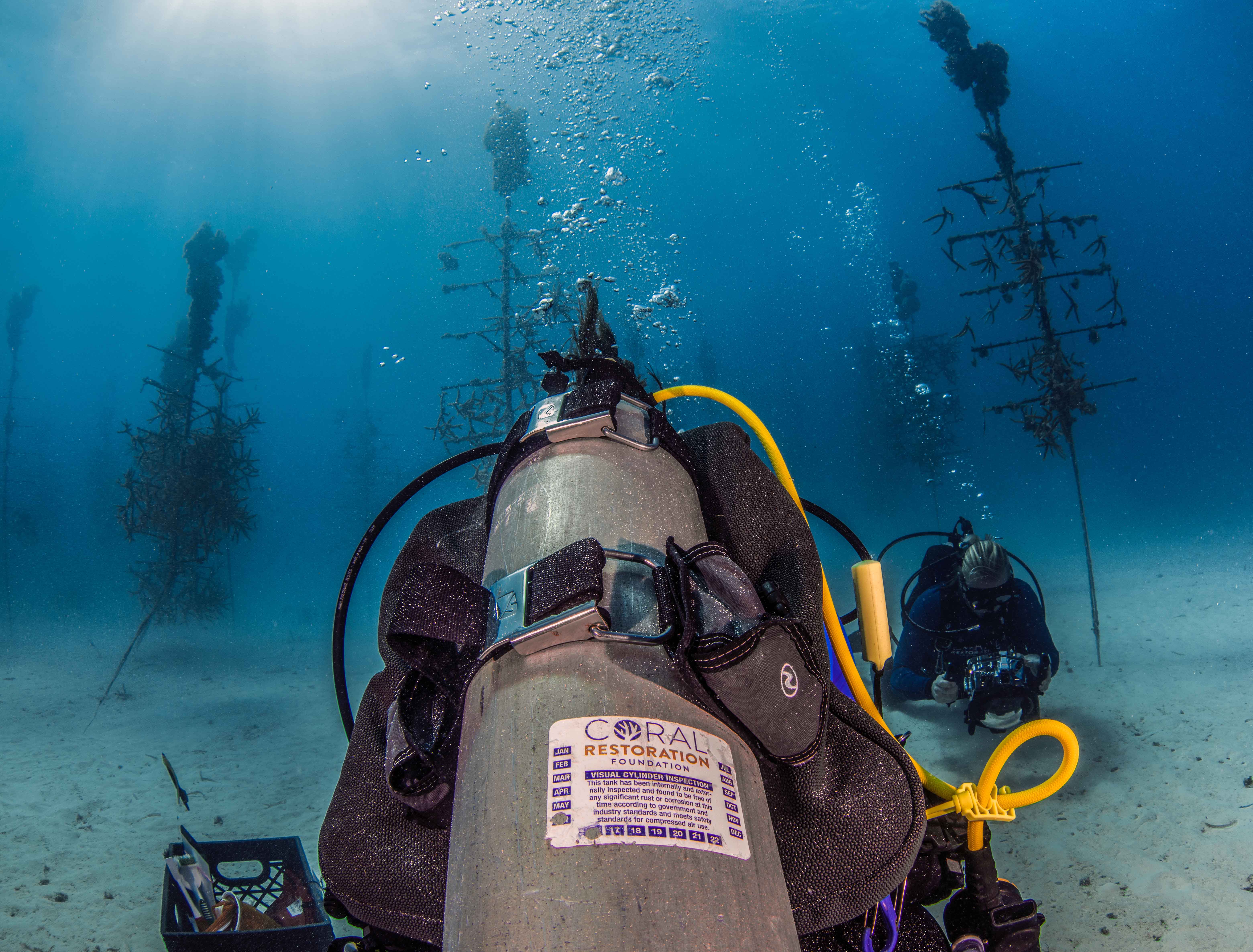 Coral Restoration Foundation | United States