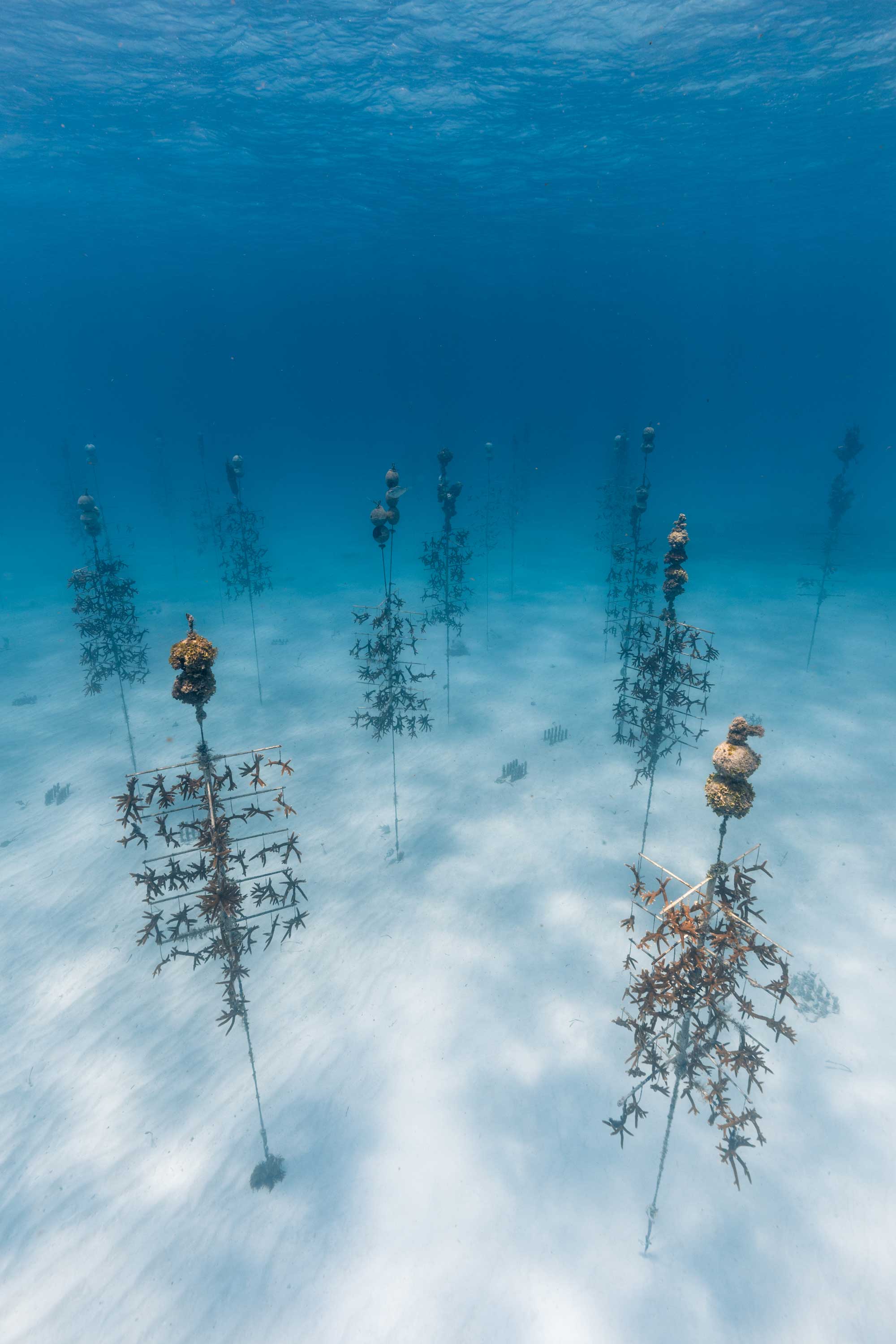 Coral Restoration Foundation | United States