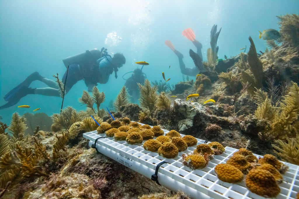 Restoration Program | Coral Restoration Foundation