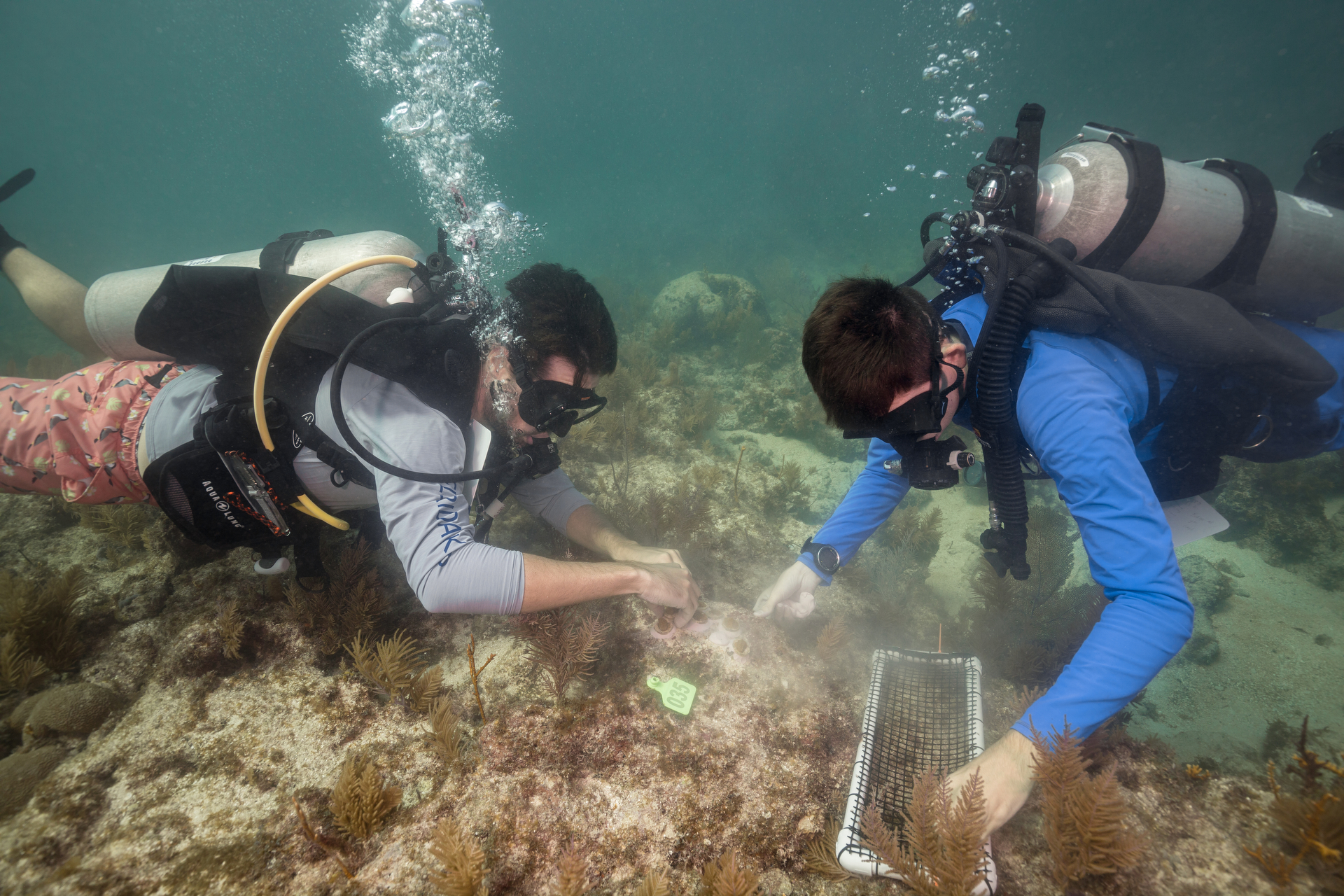 Coral Restoration Foundation | Internships