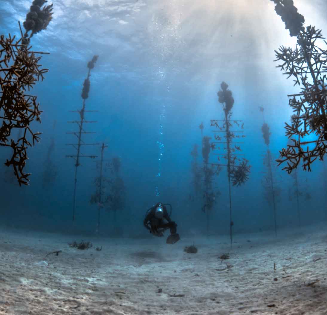Coral Restoration Foundation | United States