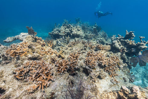 Restoration Program | Coral Restoration Foundation
