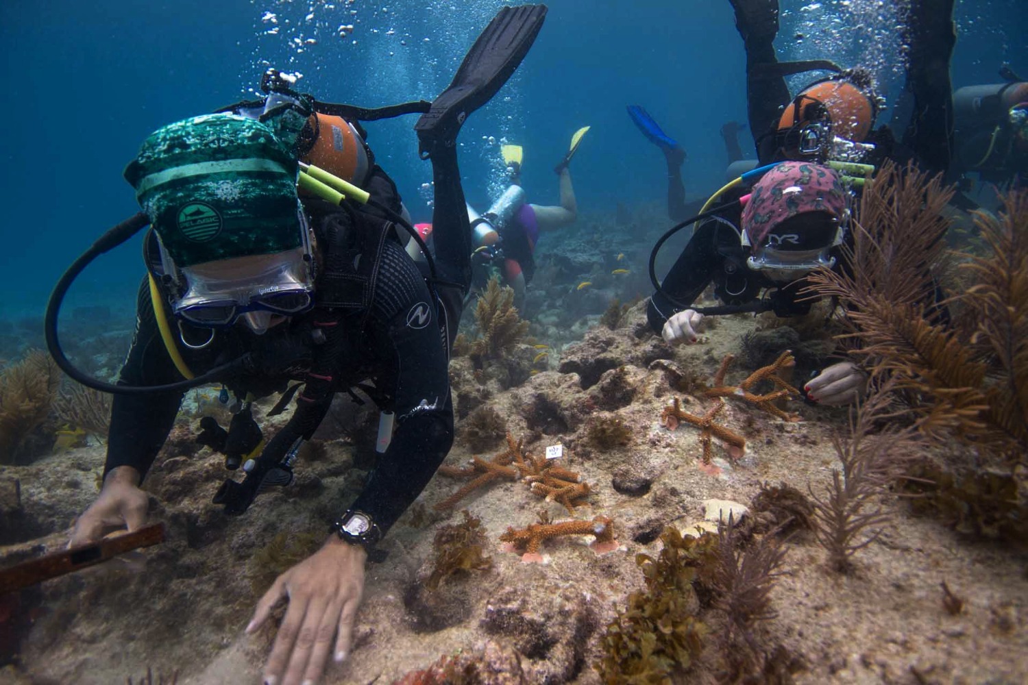 Get Involved with Coral Restoration Foundation