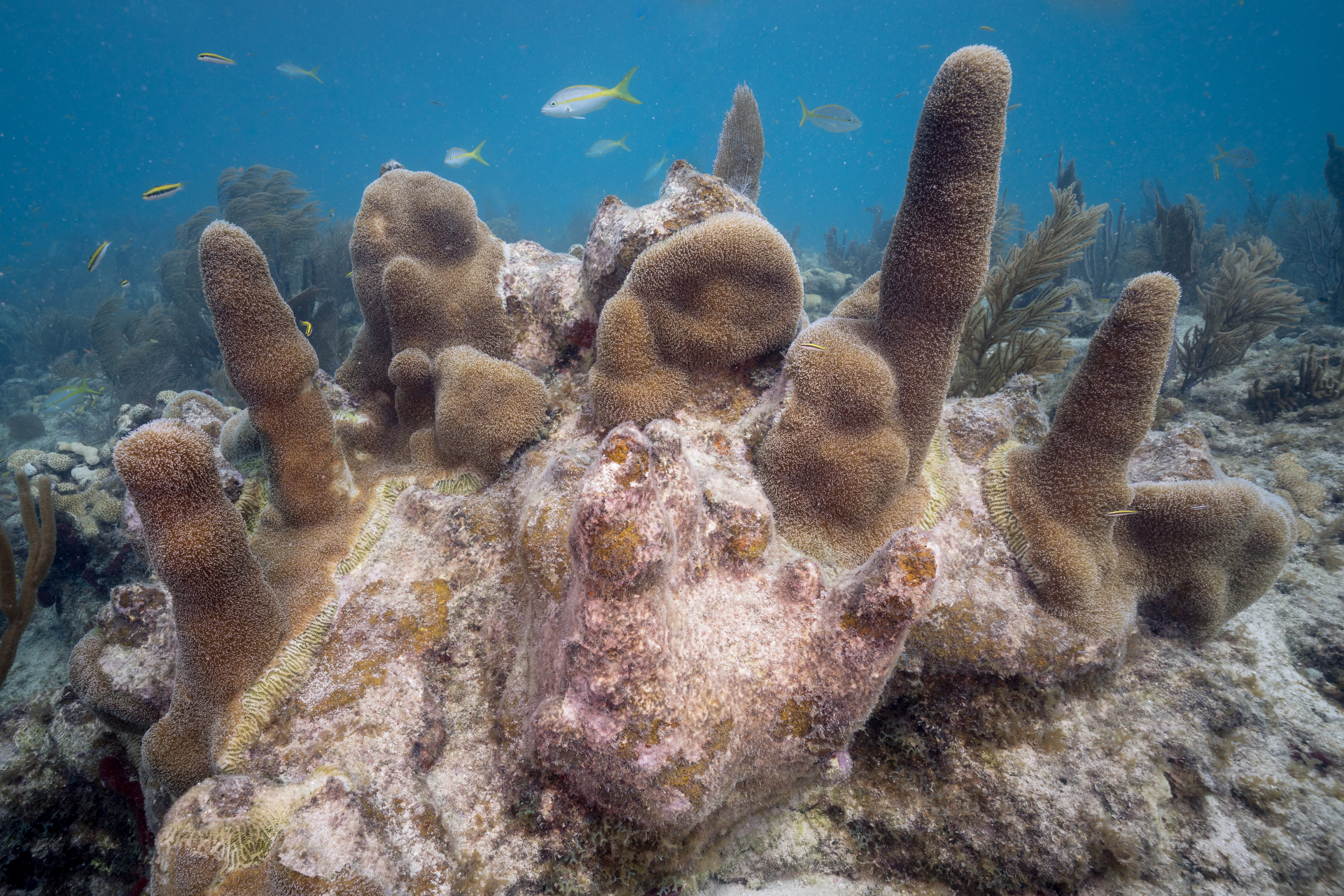 Coral Restoration Foundation | United States