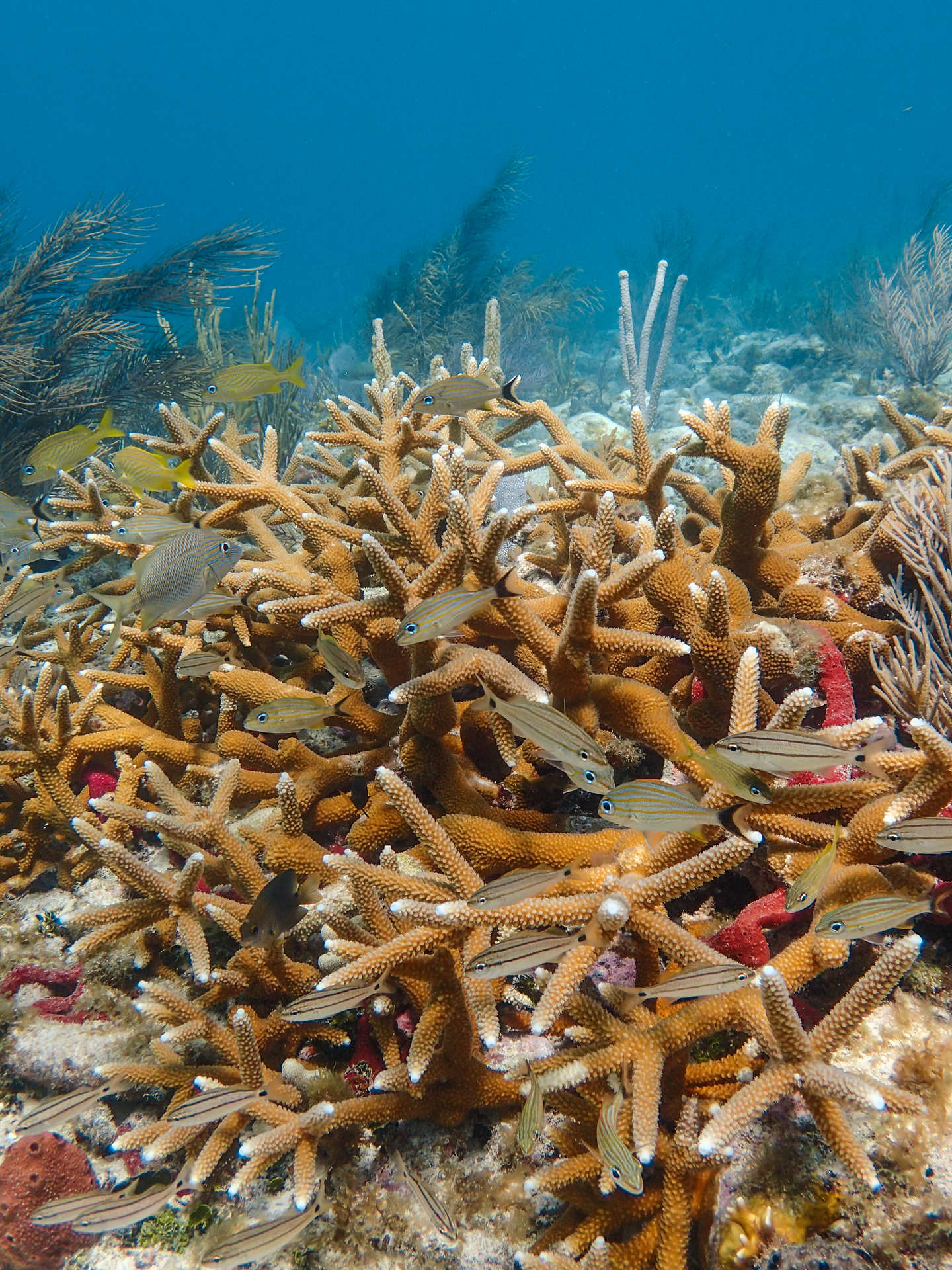 Coral Restoration Foundation | United States